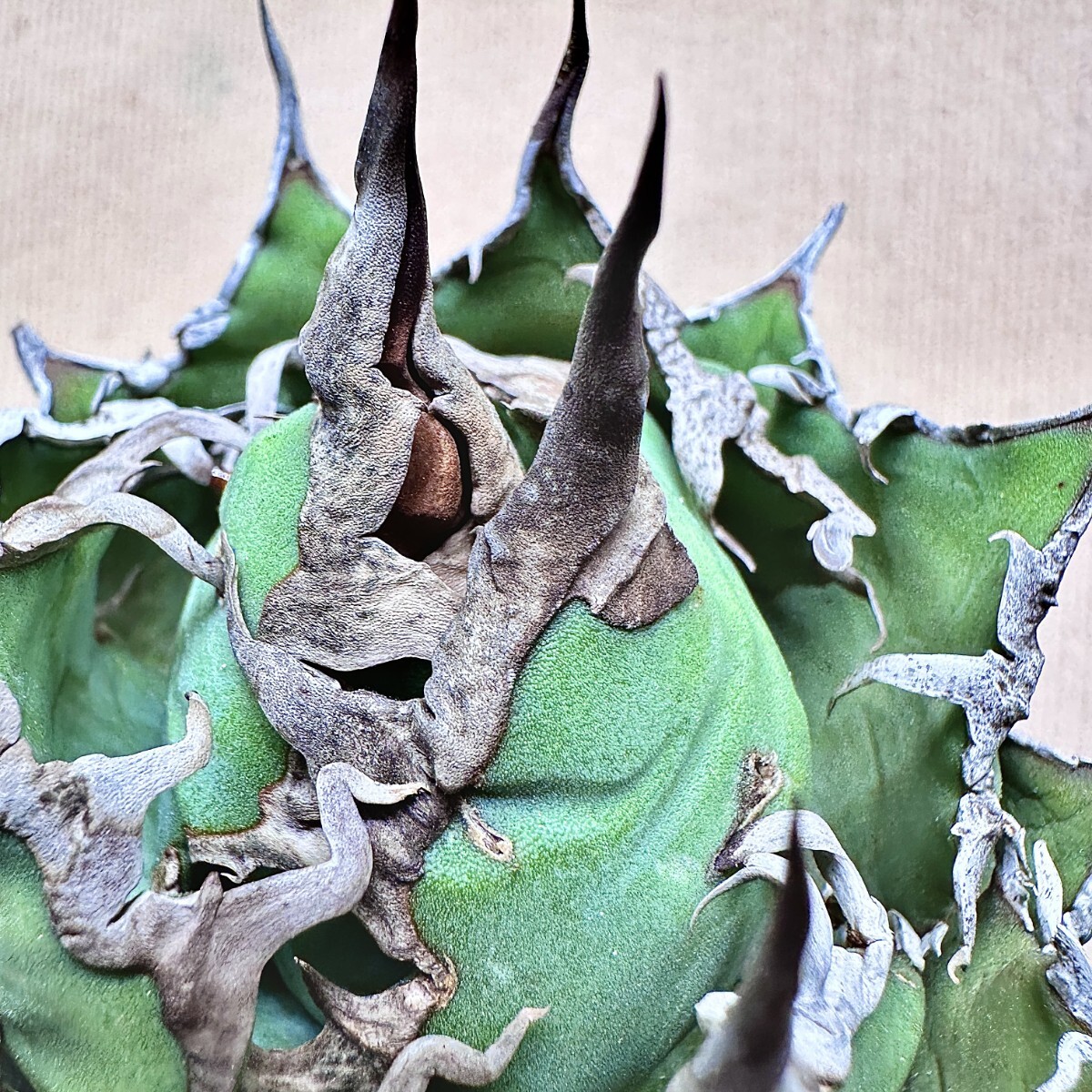 Yahoo!オークション - 【Lj_plants】Q310 激レア高級品種 アガベ チタ...