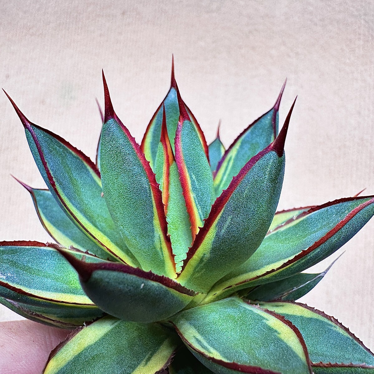 Yahoo!オークション - 【Lj_plants】Q342 激レア高級品種 多肉植物 ア...