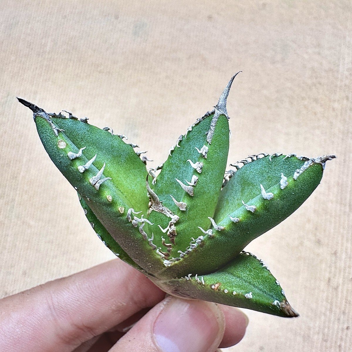 Yahoo!オークション - 【Lj_plants】Q527 貴重な希少種 アガベ チタノ...