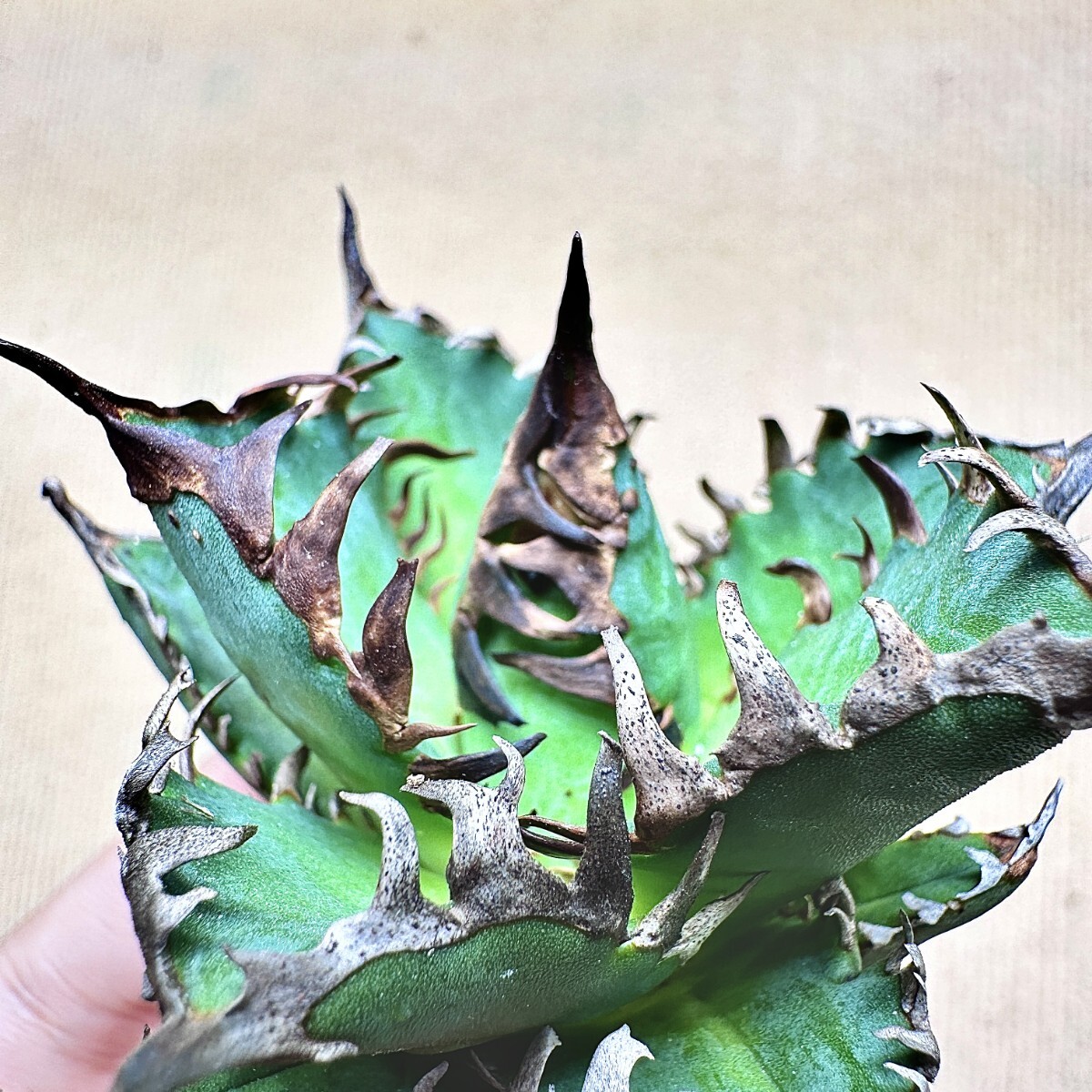 Yahoo!オークション - 【Lj_plants】Q594 激レア アガベ チタノタ レッ...