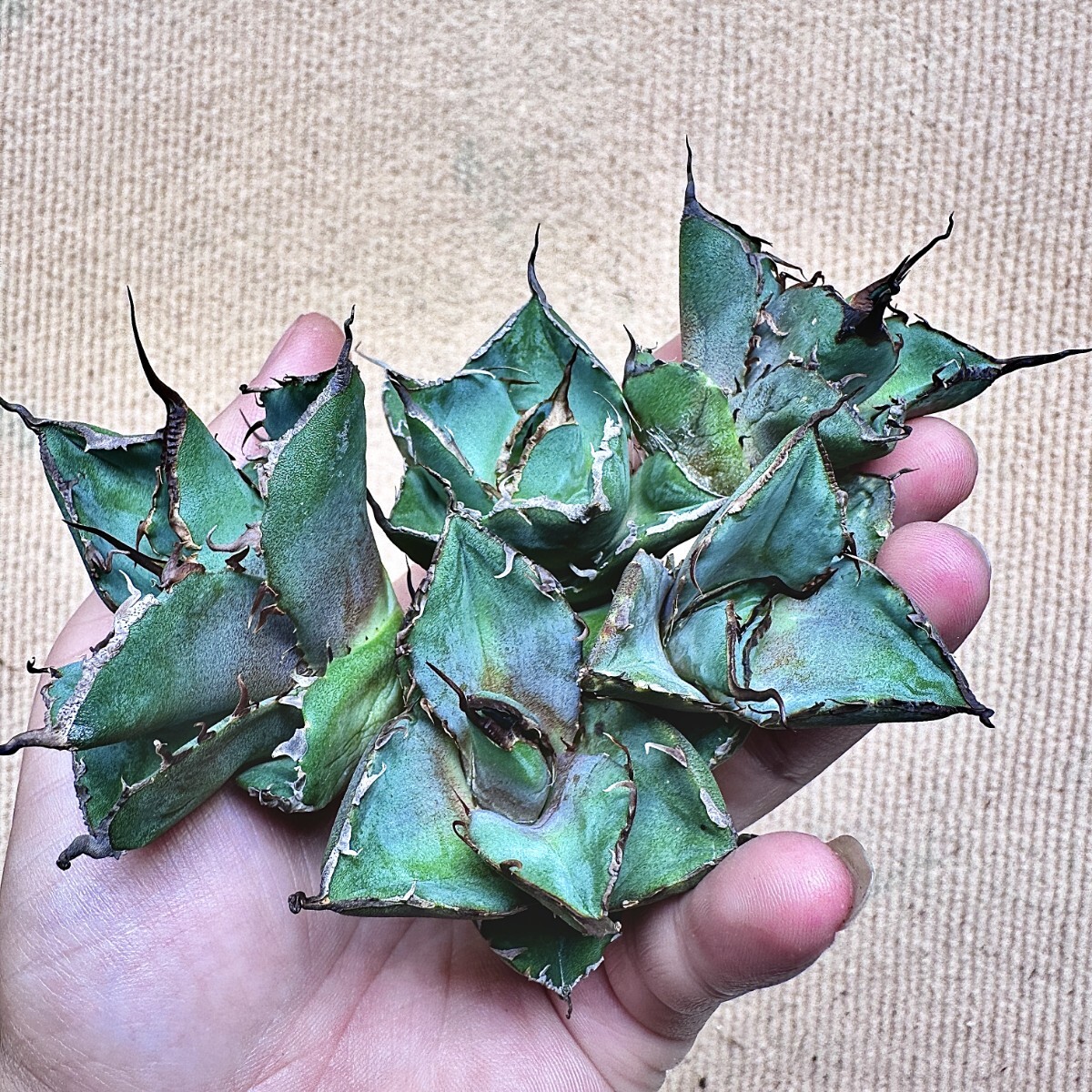 Yahoo!オークション - 【Lj_plants】Q681 激レア高級品種 アガベ チタ...