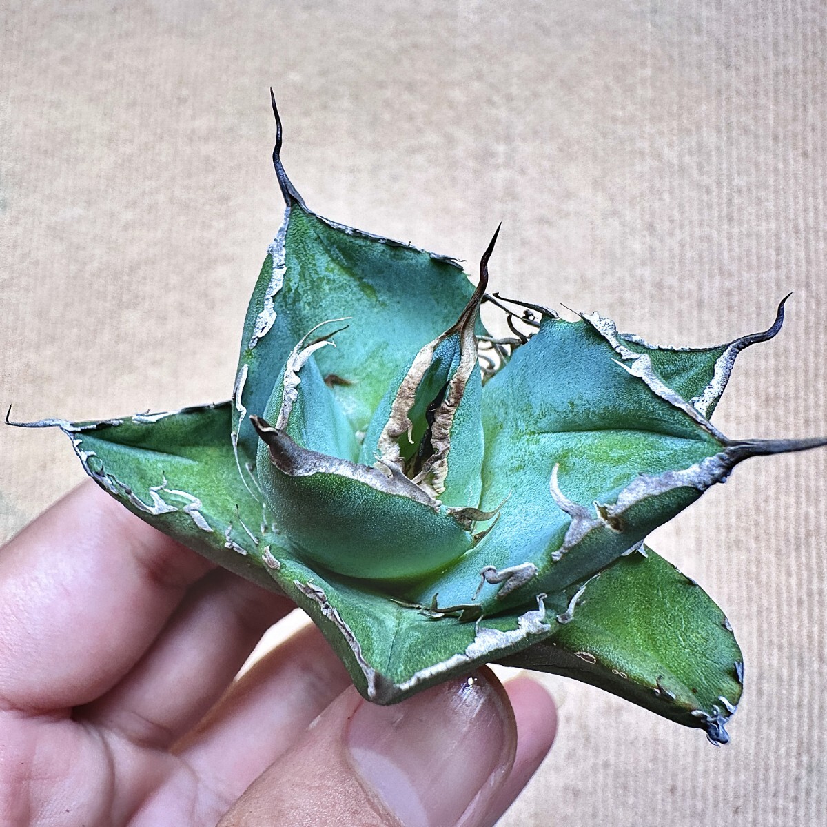 Yahoo!オークション - 【Lj_plants】Q681 激レア高級品種 アガベ チタ...