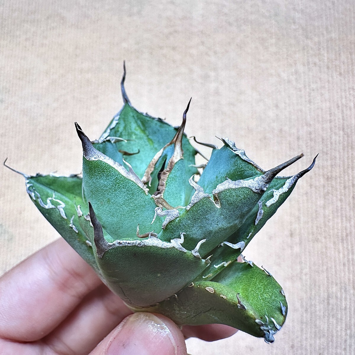 Yahoo!オークション - 【Lj_plants】Q681 激レア高級品種 アガベ チタ...