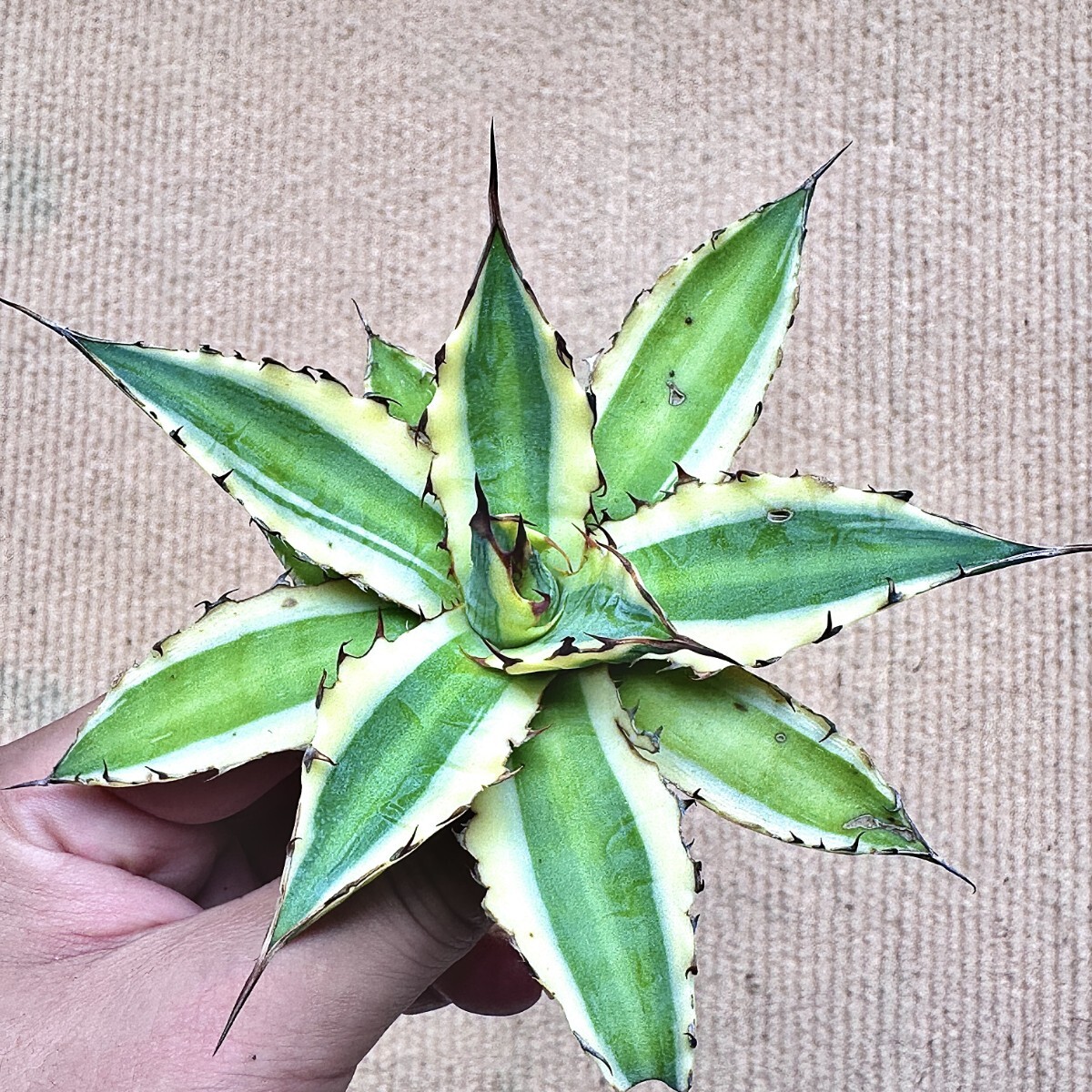 Yahoo!オークション - 【Lj_plants】Q653 激レア高級品種 アガベ キシ...