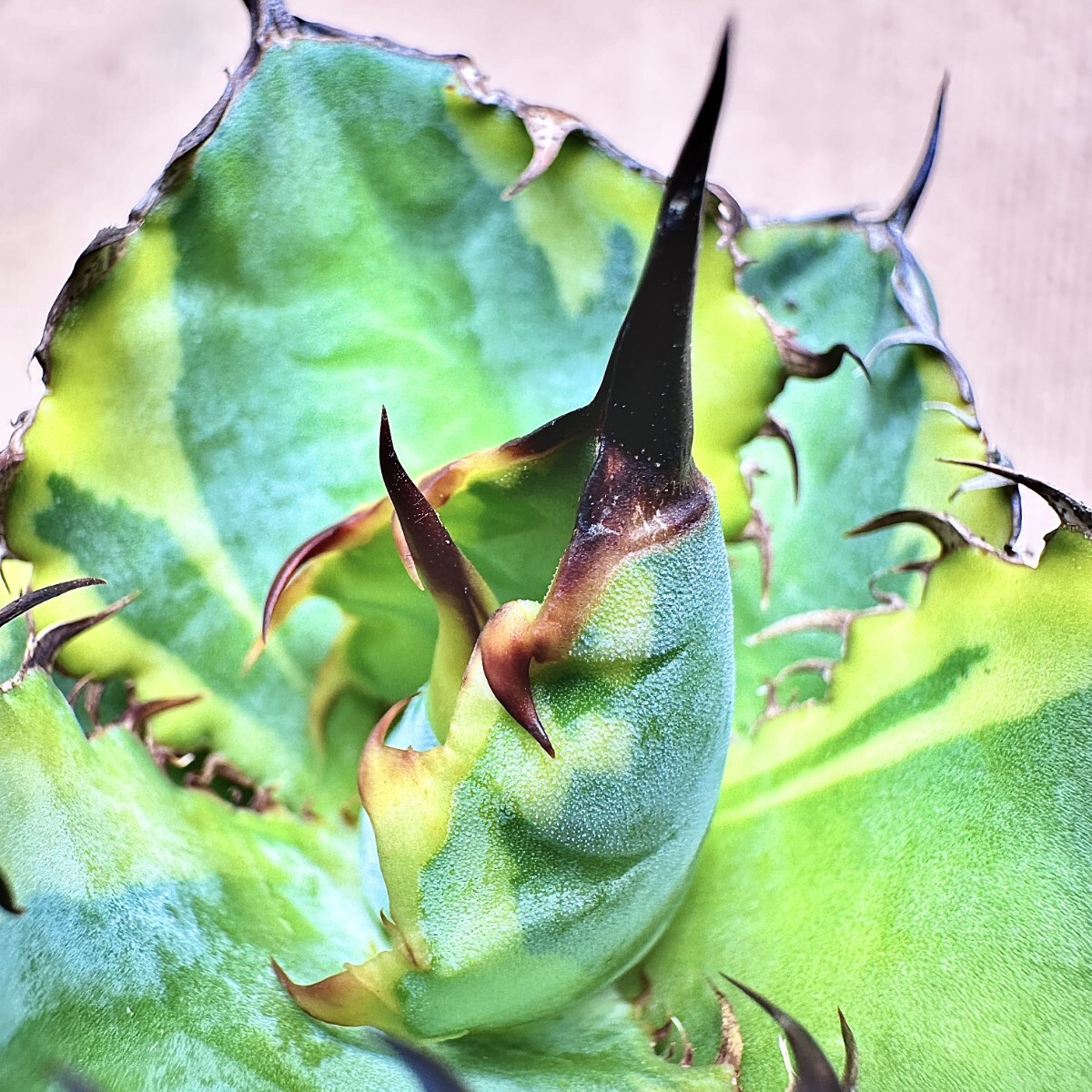 Yahoo!オークション - 【Lj_plants】Q674 株を厳選する アガベ チタノ...