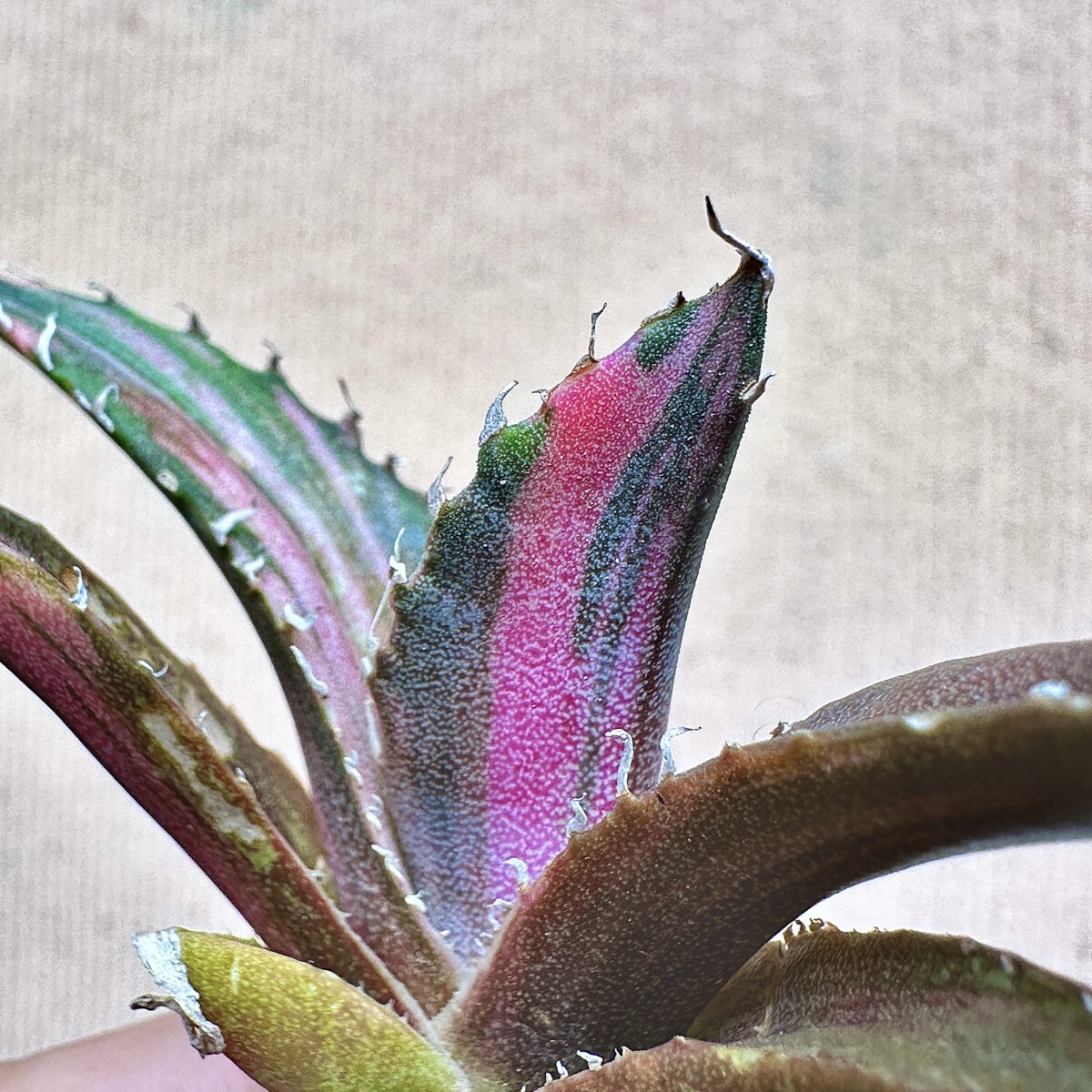 Yahoo!オークション - 【Lj_plants】Q621 Sクラスは希少株 アガベ チタ...