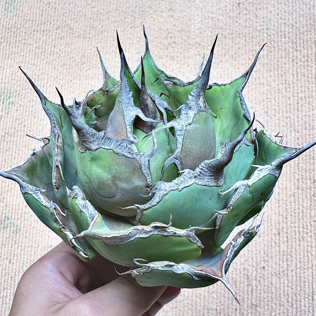 Yahoo!オークション - 【Lj_plants】Q707 激レア高級品種 アガベ チタ...