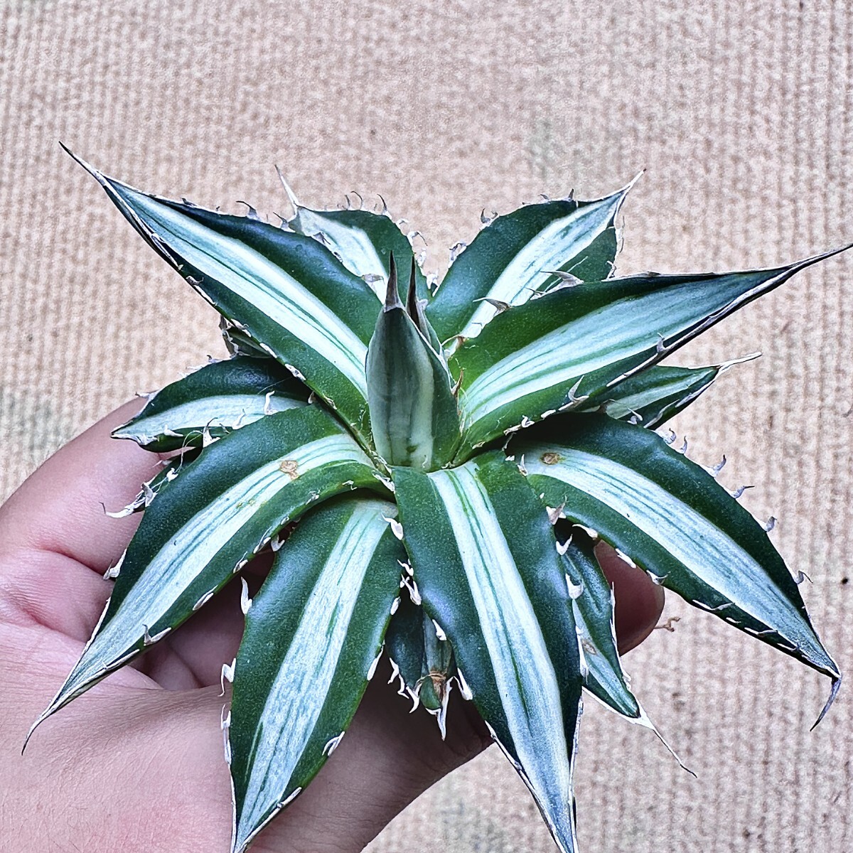 Yahoo!オークション - 【Lj_plants】Q59 激レア高級品種 多肉植物アガ...