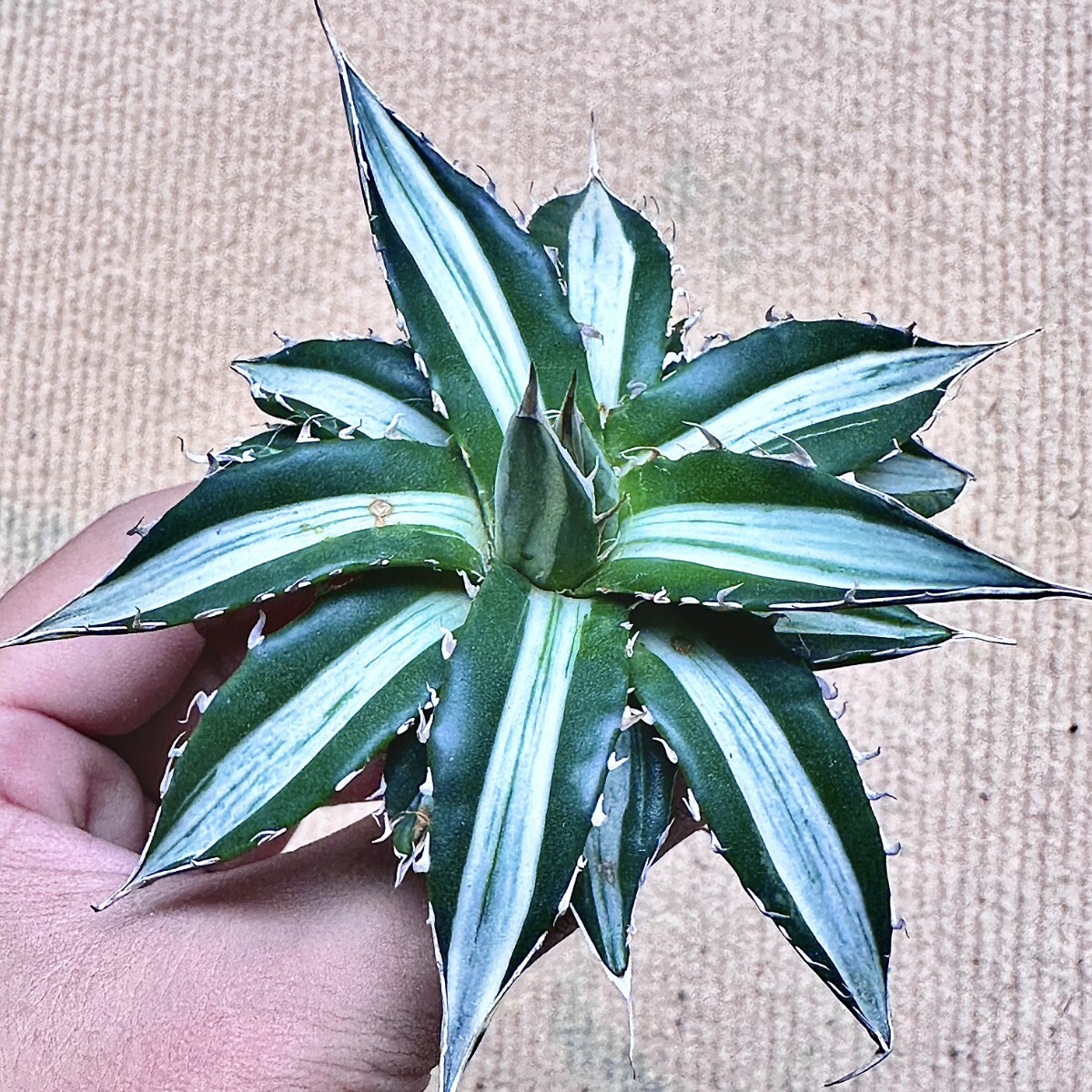 Yahoo!オークション - 【Lj_plants】Q59 激レア高級品種 多肉植物アガ...