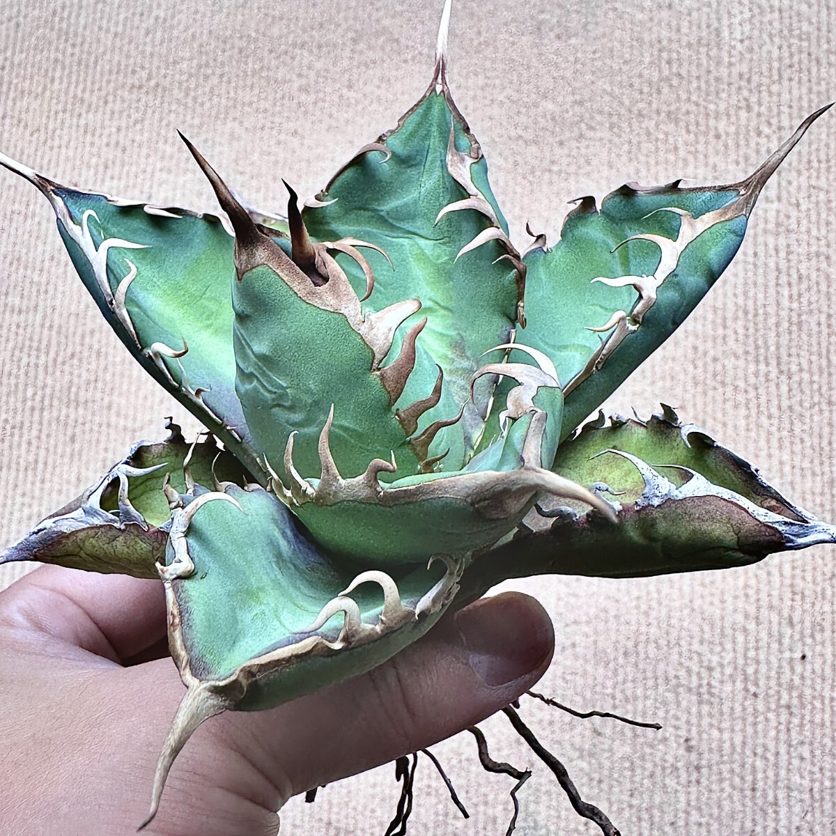 Yahoo!オークション - 【Lj_plants】Q35 厳選希少株 アガベ チタノタ実...