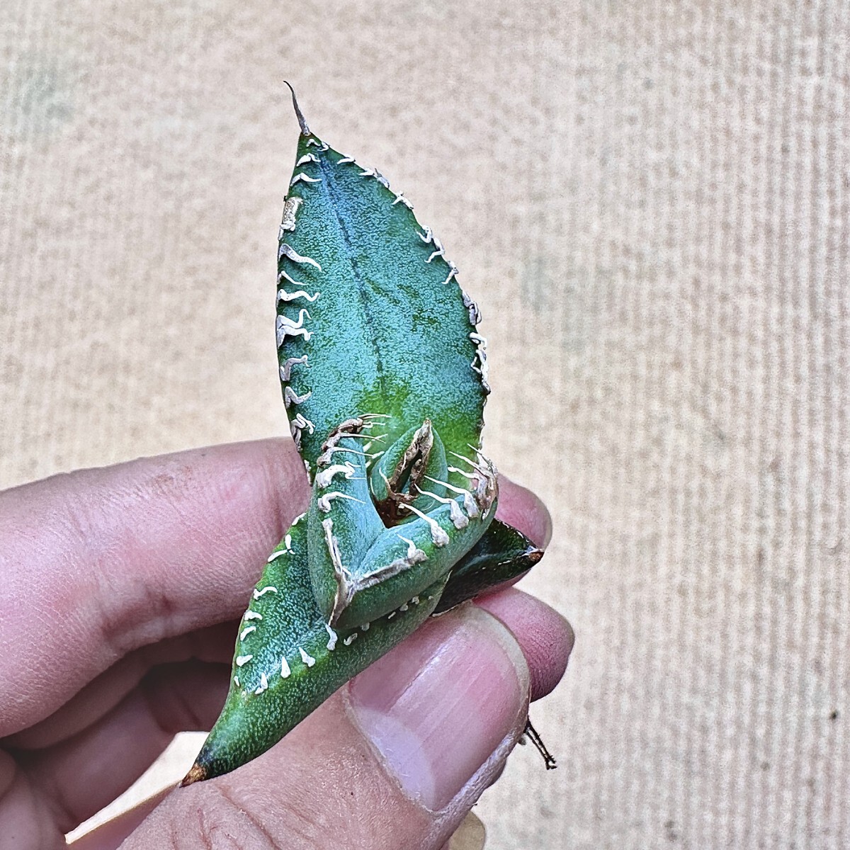 Yahoo!オークション - 【Lj_plants】Q24 貴重な希少種 アガベ チタノタ...