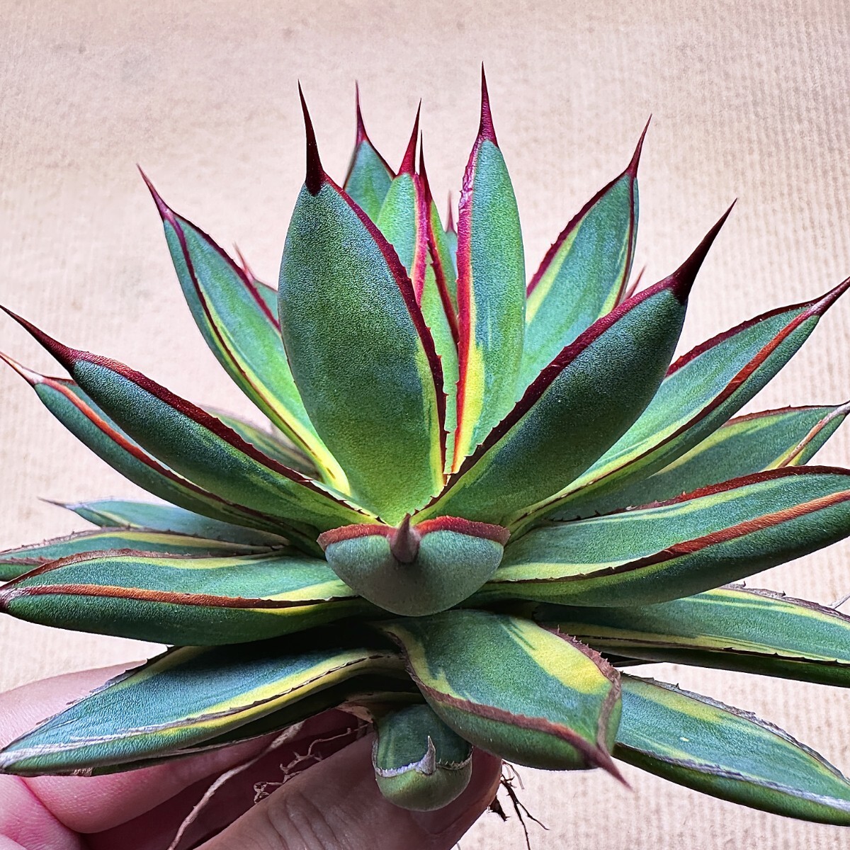 Yahoo!オークション - 【Lj_plants】Q53 激レア高級品種 多肉植物 アガ...