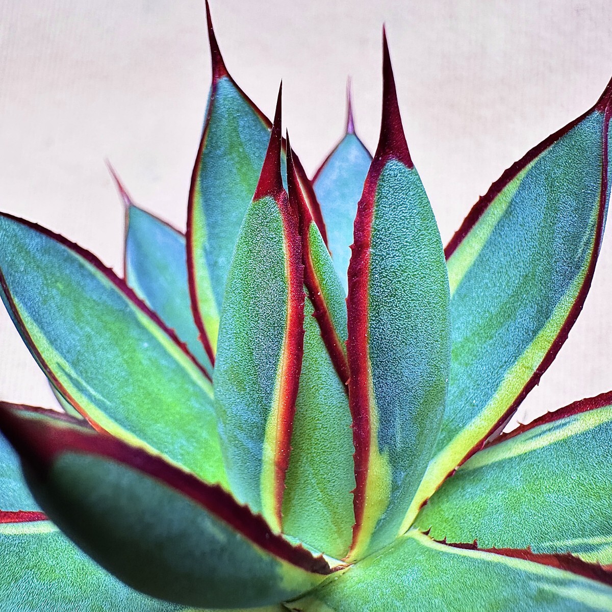 Yahoo!オークション - 【Lj_plants】Q53 激レア高級品種 多肉植物 アガ...