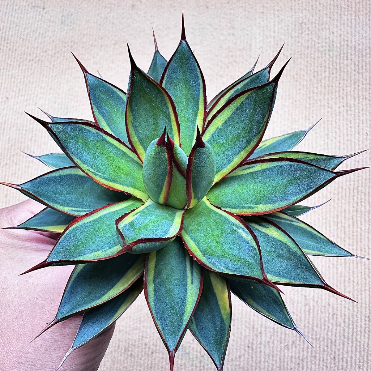 Yahoo!オークション - 【Lj_plants】Q53 激レア高級品種 多肉植物 アガ...