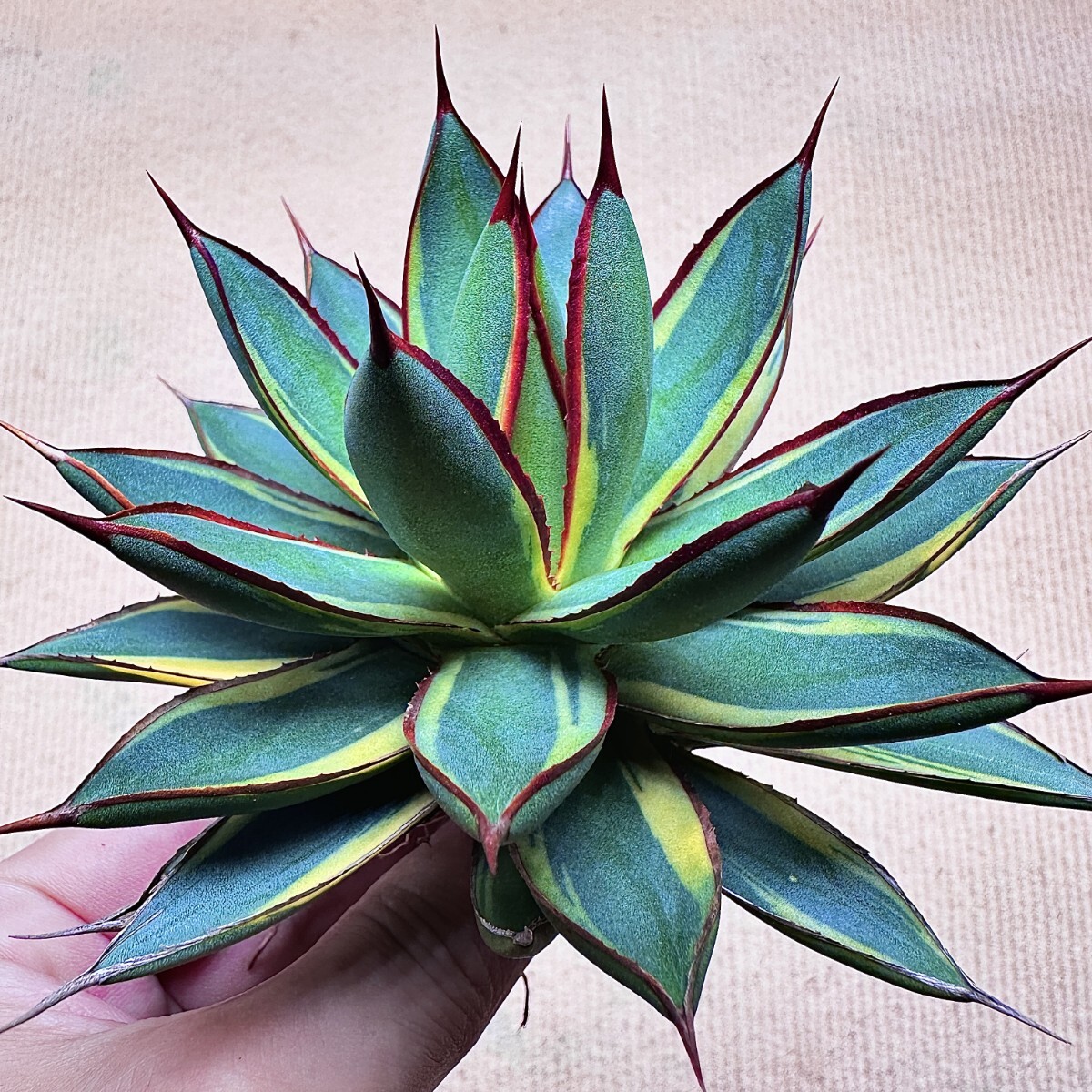 Yahoo!オークション - 【Lj_plants】Q53 激レア高級品種 多肉植物 アガ...