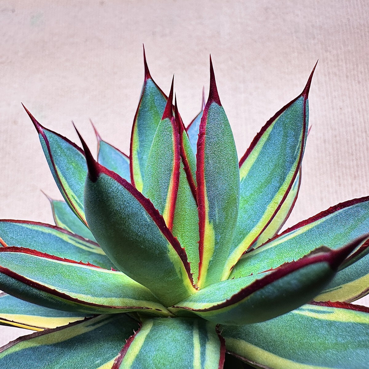 Yahoo!オークション - 【Lj_plants】Q53 激レア高級品種 多肉植物 アガ...