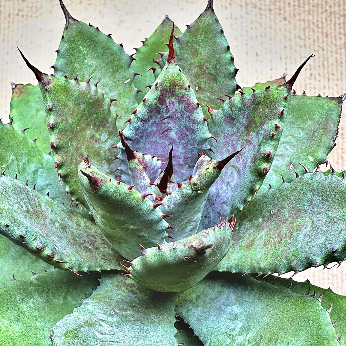 Yahoo!オークション - 【Lj_plants】Q303 多肉植物 アガベ 厚叶agave ...