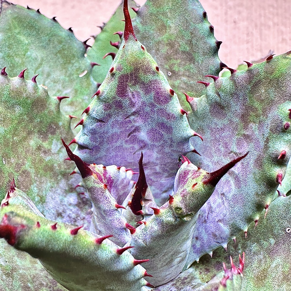 Yahoo!オークション - 【Lj_plants】Q303 多肉植物 アガベ 厚叶agave ...