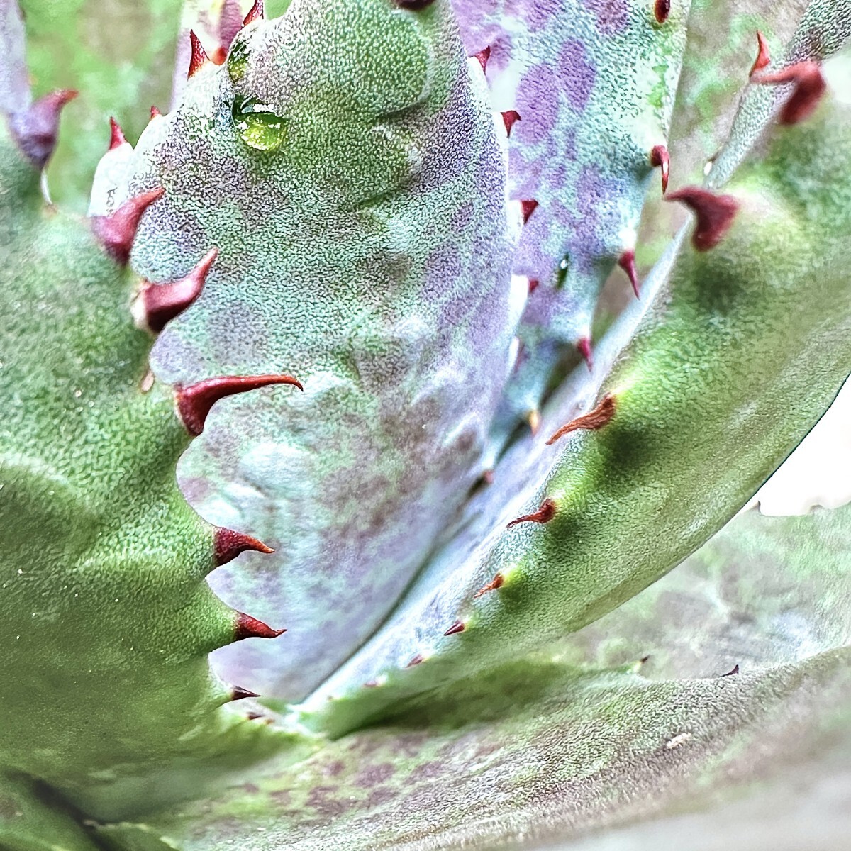 Yahoo!オークション - 【Lj_plants】Q303 多肉植物 アガベ 厚叶agave ...