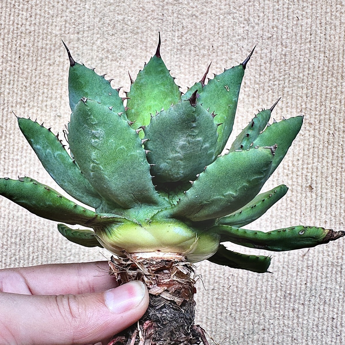 Yahoo!オークション - 【Lj_plants】Q303 多肉植物 アガベ 厚叶agave ...