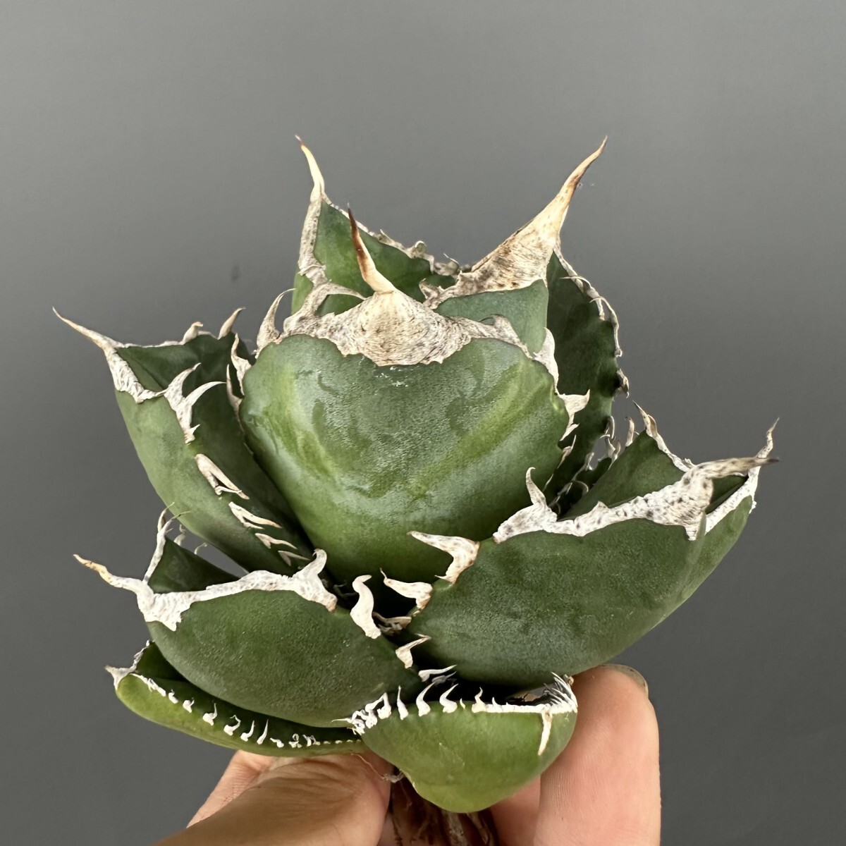 Yahoo!オークション - R27 【青田園芸】 アガベ チタノタ SAD 南アフリ...