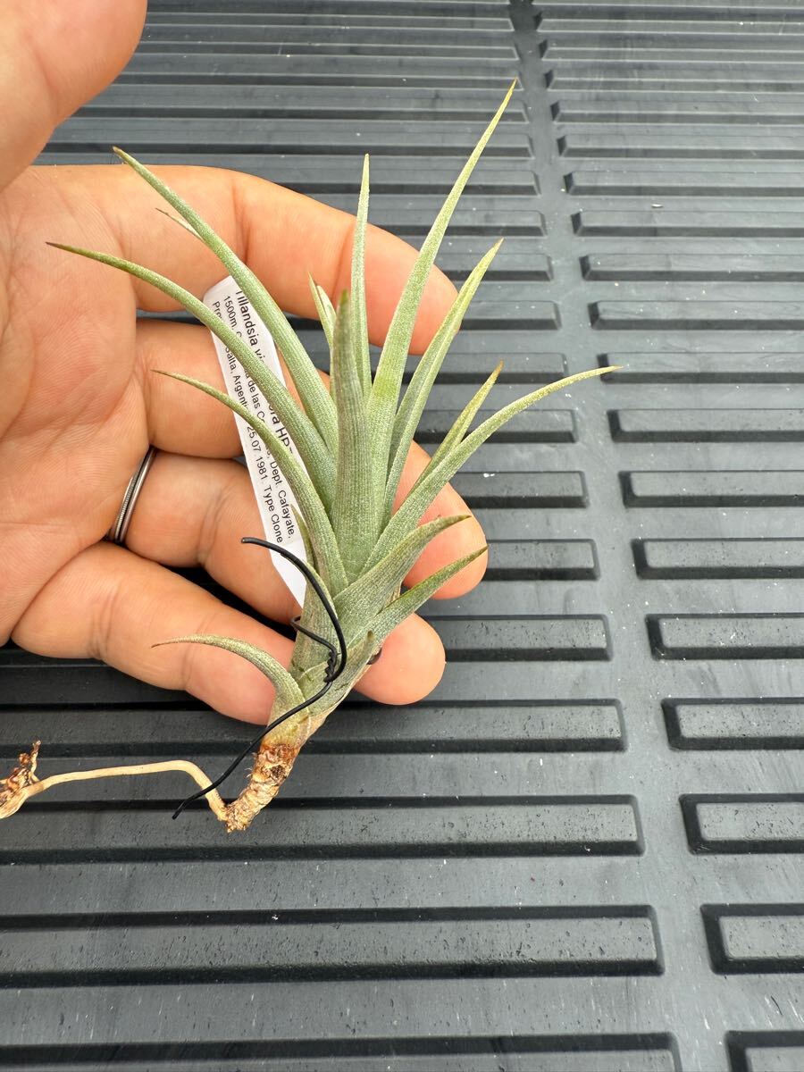 Yahoo!オークション - Tillandsia violaceiflora