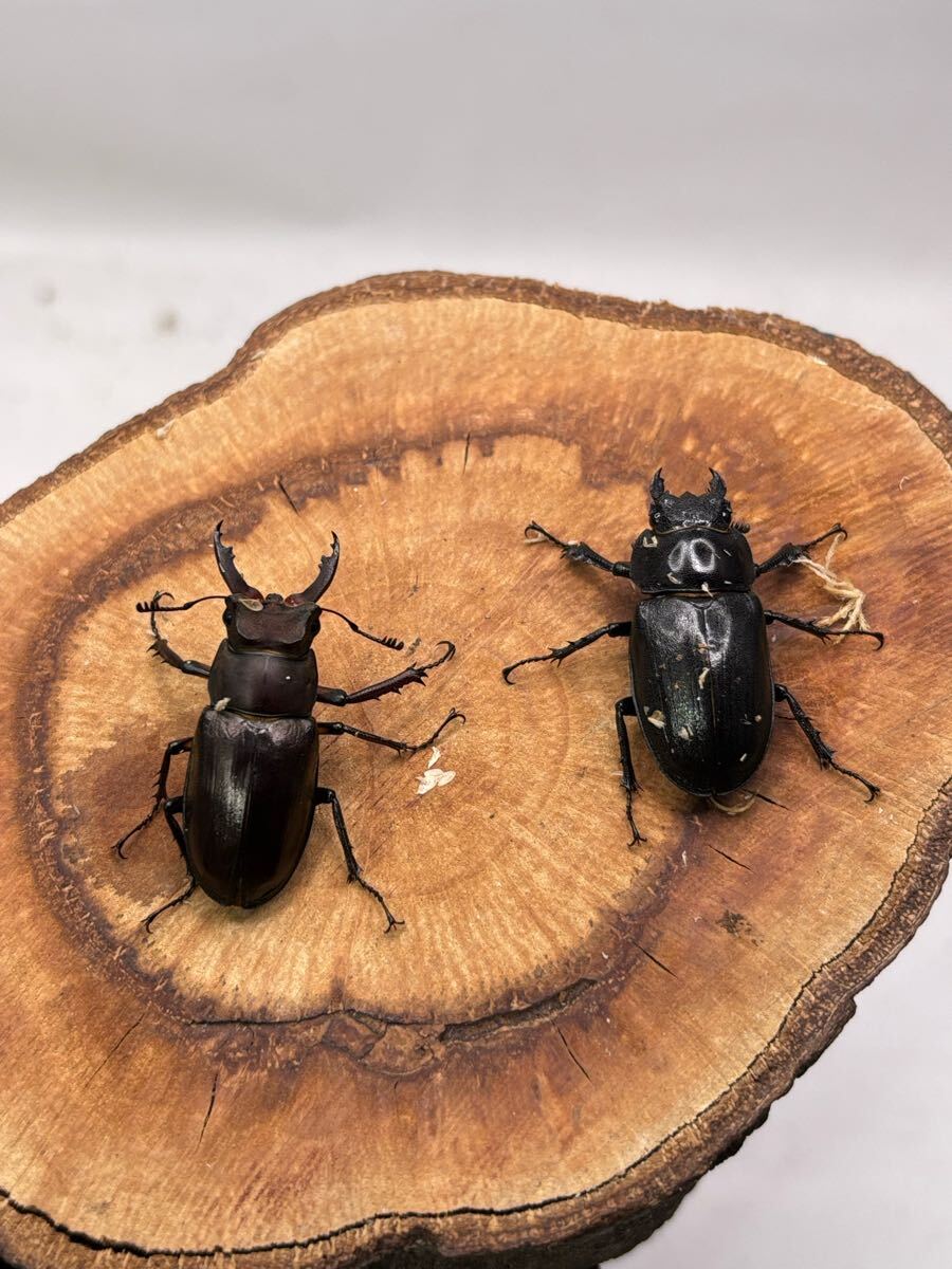 Yahoo!オークション - 【成虫】アマミミヤマ CBF2 ♂ 34.1♀30.6 ペア...