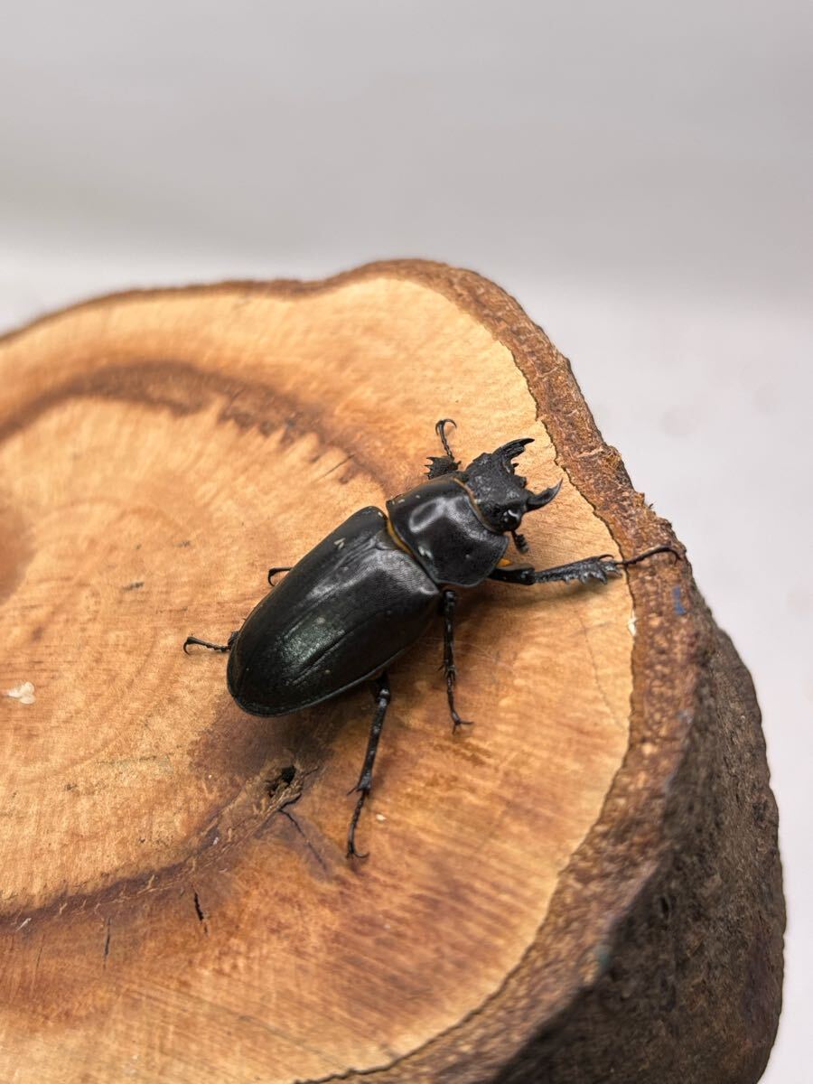 Yahoo!オークション - 【成虫】アマミミヤマ CBF2 ♂ 34.1♀30.6 ペア...