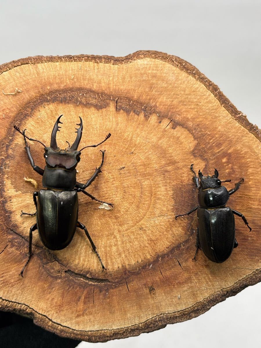 Yahoo!オークション - 【成虫】アマミミヤマ CBF2 ♂ 41.5♀29.2 ペア...