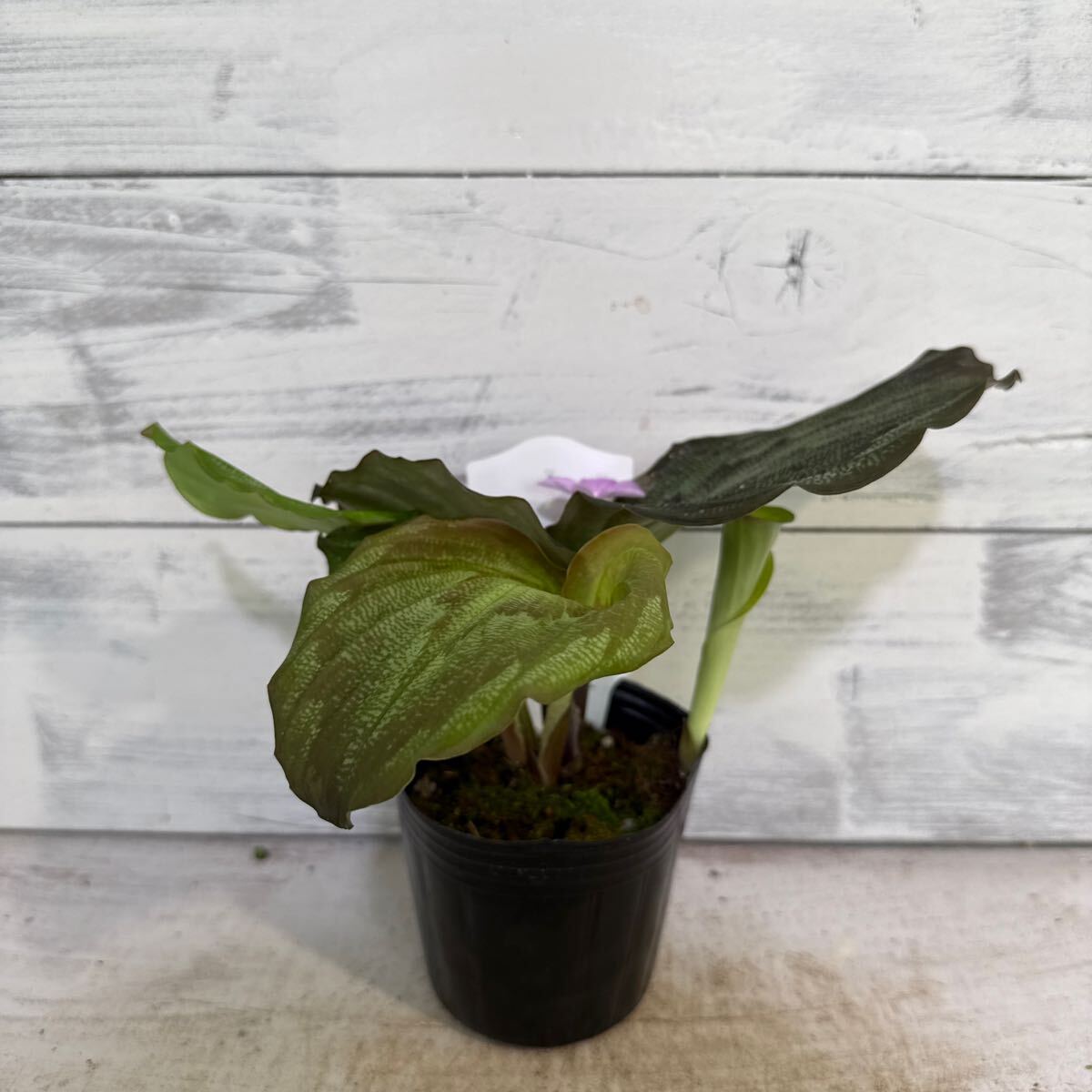 Yahoo!オークション - ケンフェリア エレガンス シャザム ① 3号 鉢底...