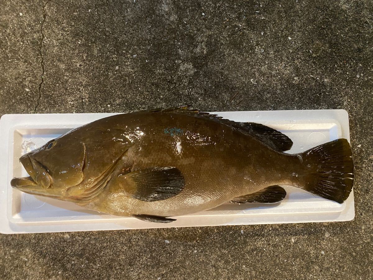 Yahoo!オークション - 【8.3kg】クエ アラ モロコ