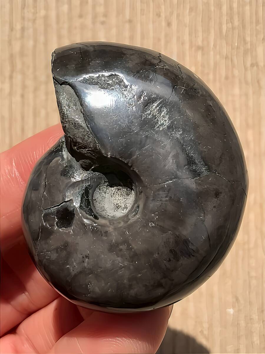 Yahoo!オークション - マダガスカル産新地層産ブラックアンモナイト 41...