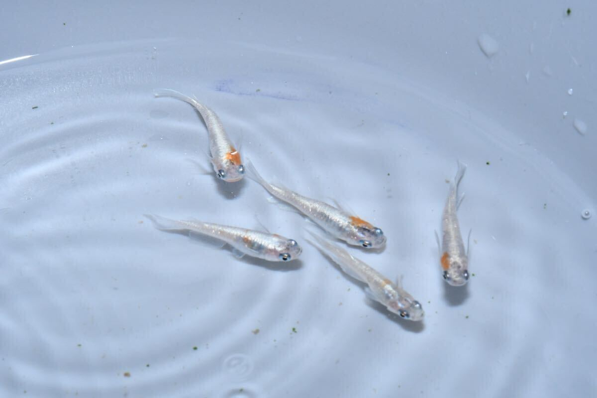 Yahoo!オークション - 【やまめだか】三色ラメ体外光RLF 2ペア+♀1