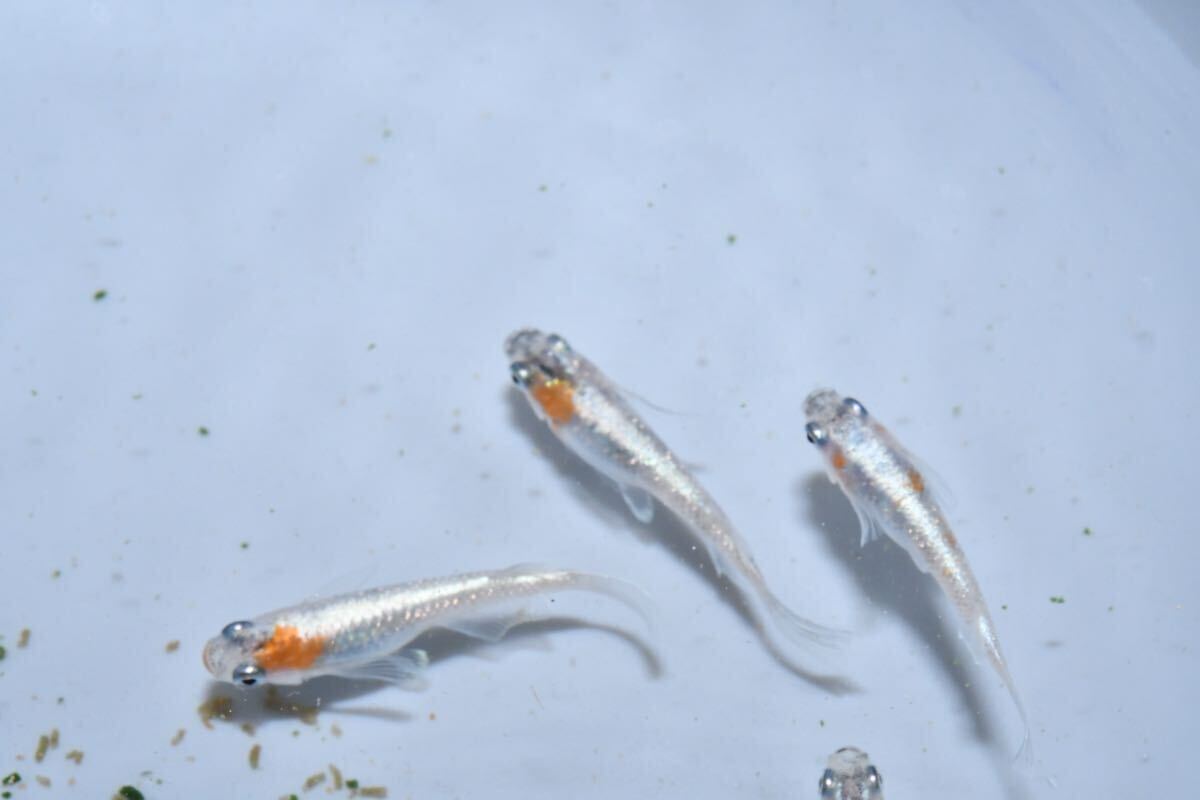 Yahoo!オークション - 【やまめだか】三色ラメ体外光RLF 2ペア+♀1