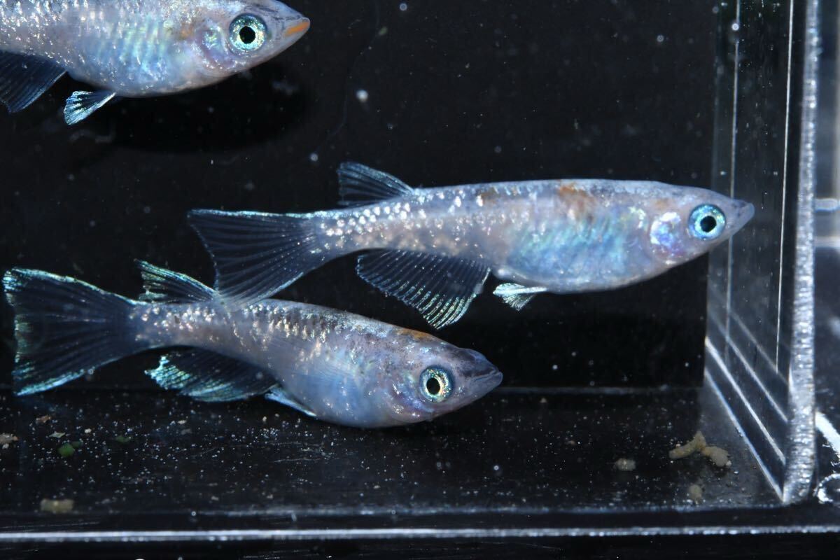 Yahoo!オークション - 【やまめだか】三色ラメ体外光RLF 2ペア+♀1