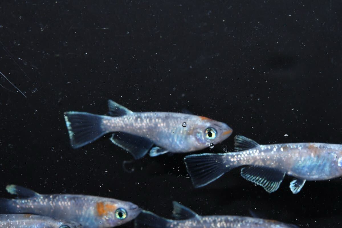 Yahoo!オークション - 【やまめだか】三色ラメ体外光RLF 2ペア+♀1