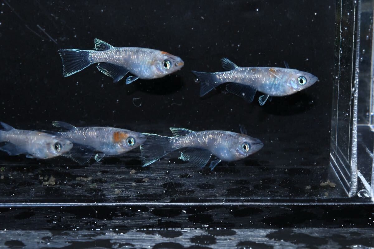 Yahoo!オークション - 【やまめだか】三色ラメ体外光RLF 2ペア+♀1