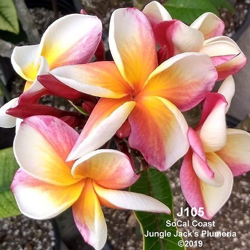 Yahoo!オークション - いきなり最終価格 184 プルメリア J105 8又 5号...