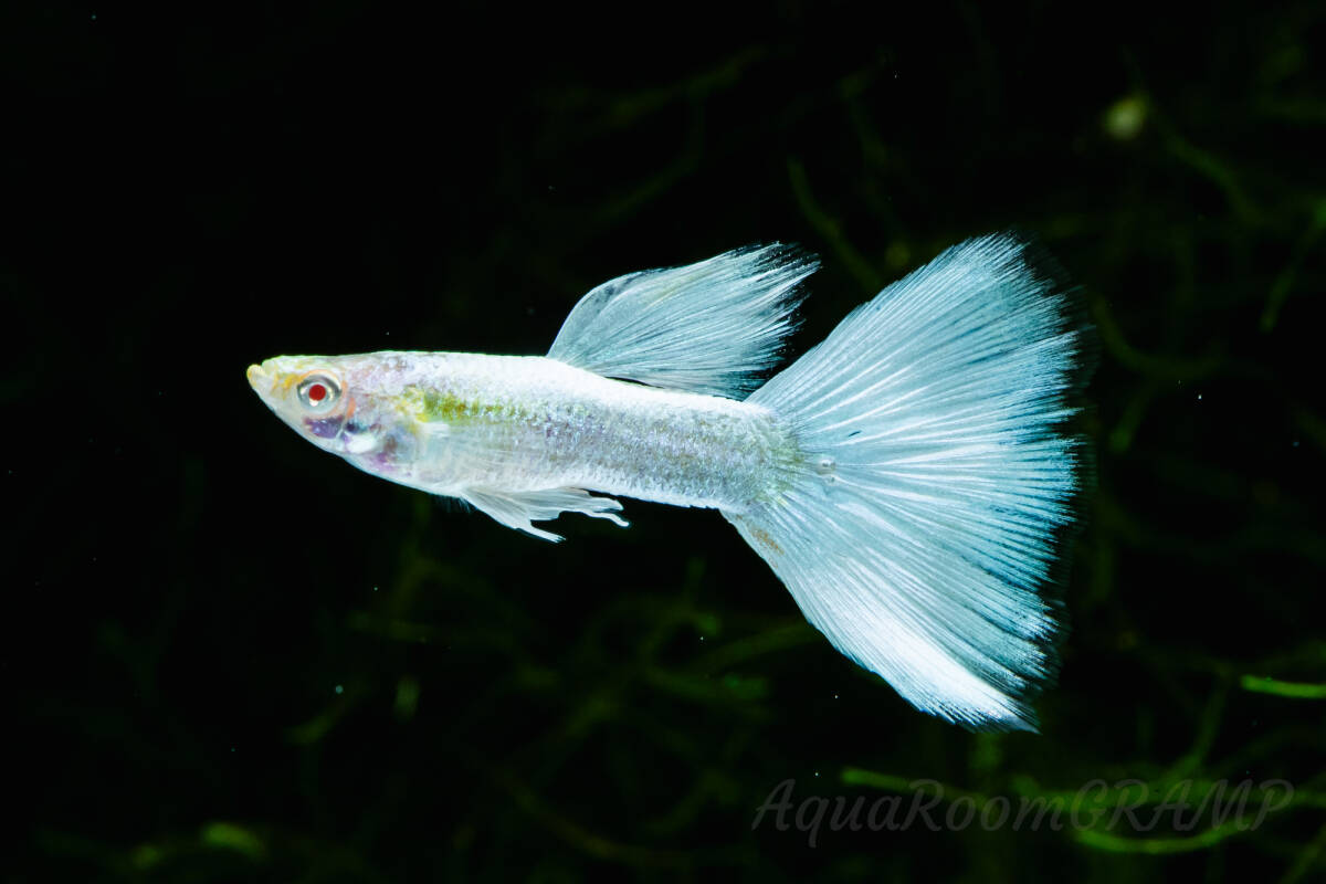 Yahoo!オークション - 【GRAMP】RREAフルプラチナ 写真の種親1ペア