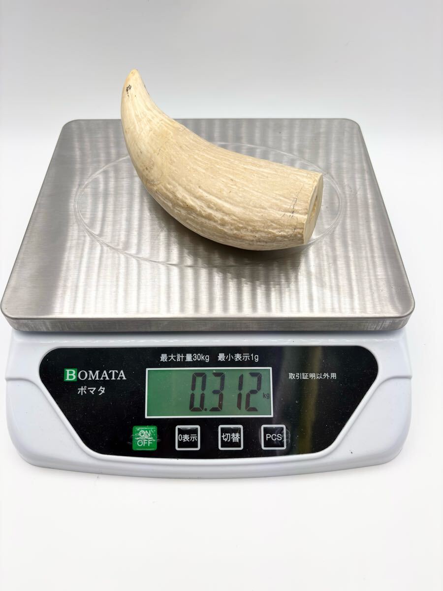 Yahoo!オークション - io 035 マッコウ クジラ 歯 312g 長径14センチ ...