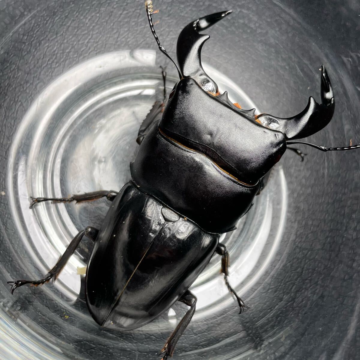 Yahoo!オークション - 東ジャワ・イジェン産ダイオウヒラタクワガタWF2...