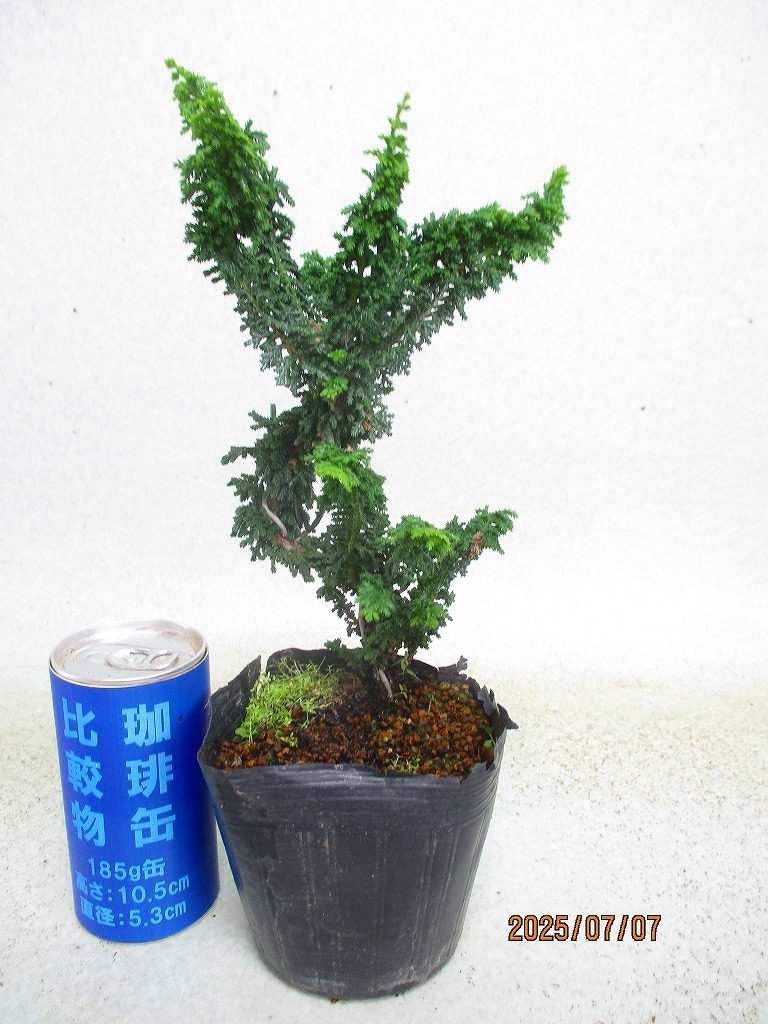 Yahoo!オークション - [緑の市場]石化桧(7634黒ポット)全高 30㎝ 同梱...