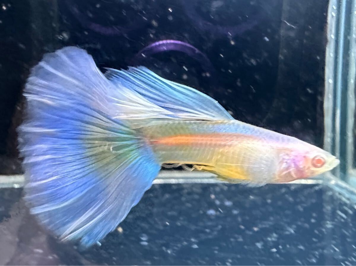 Yahoo!オークション - RREAモスコーグリーン リボン・スワロー 33匹