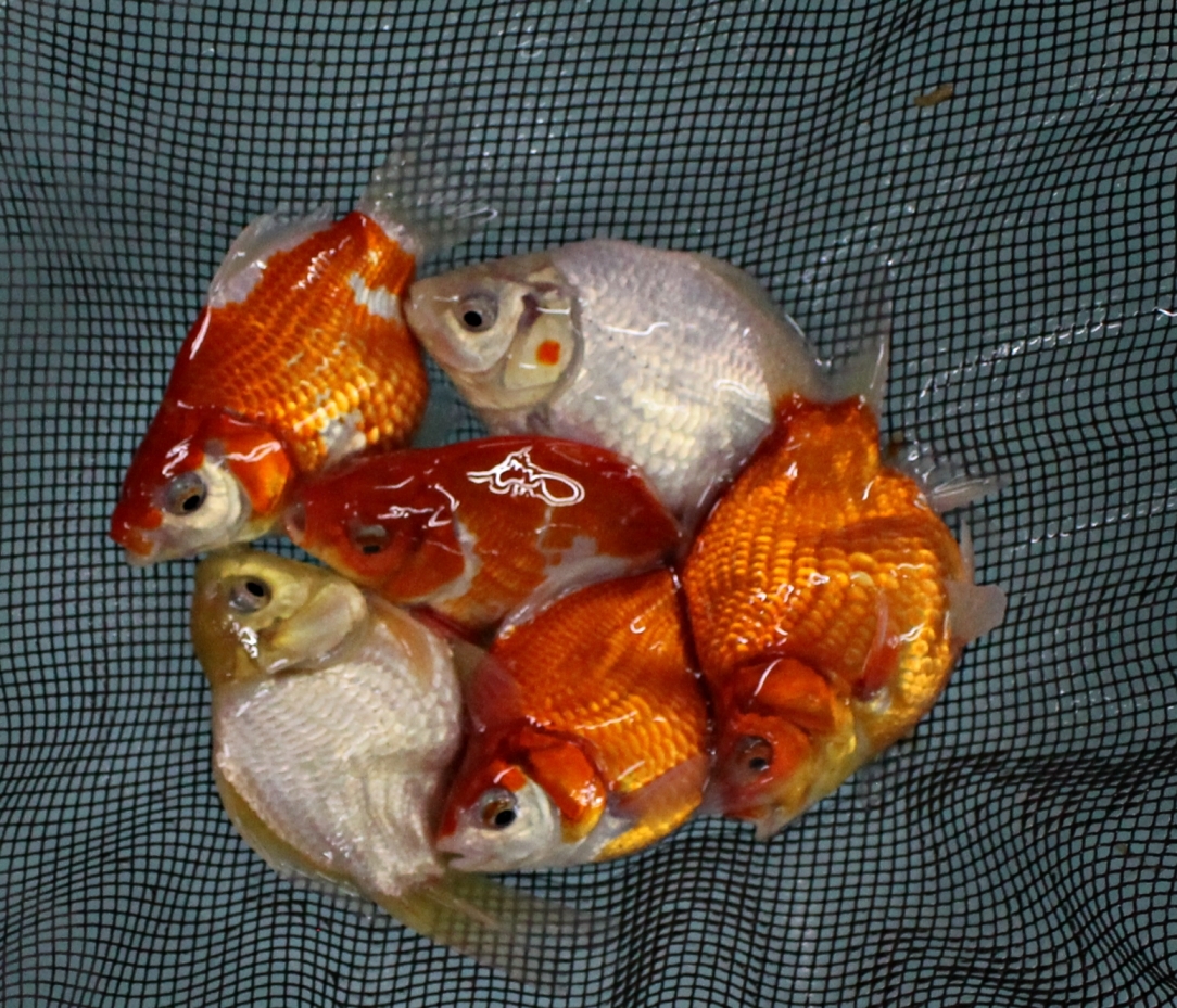 Yahoo!オークション - 【KHF】 金魚 玉サバ 当歳魚 約12～14C...