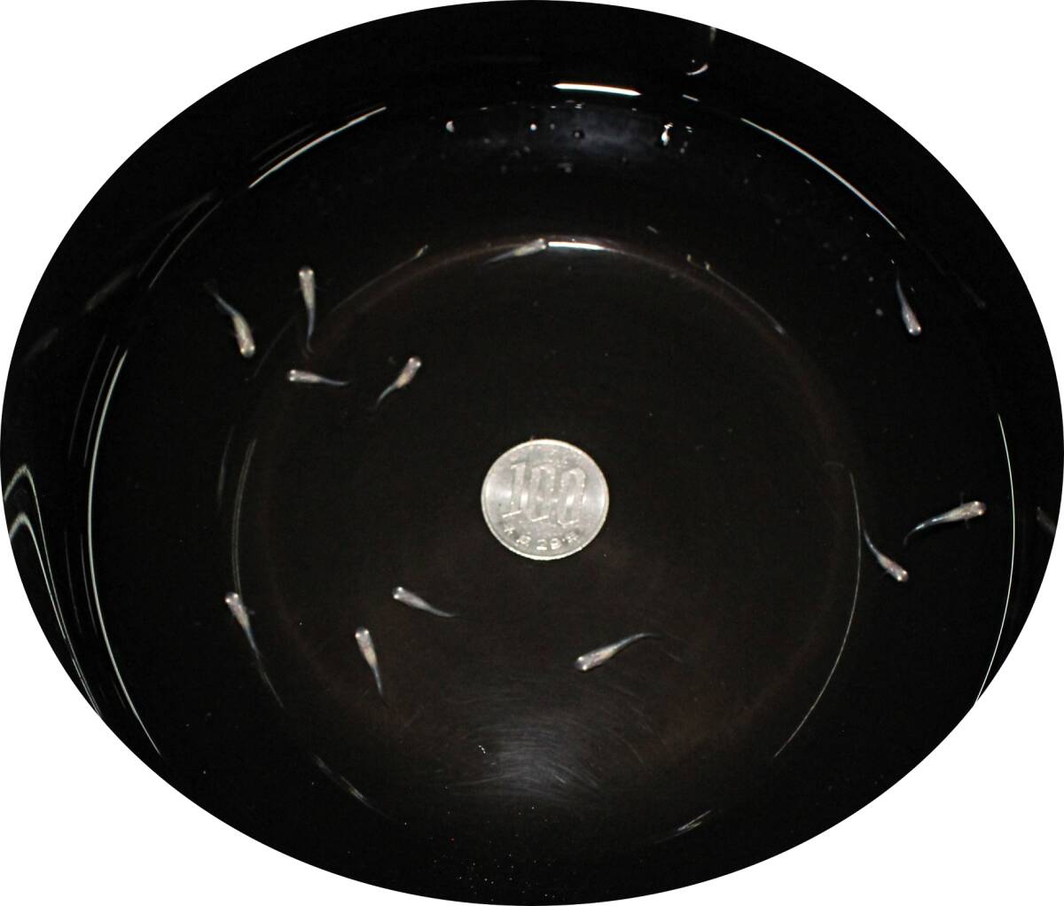 Yahoo!オークション - 【KHF】 めだか 龍の瞳 10尾セット G18A