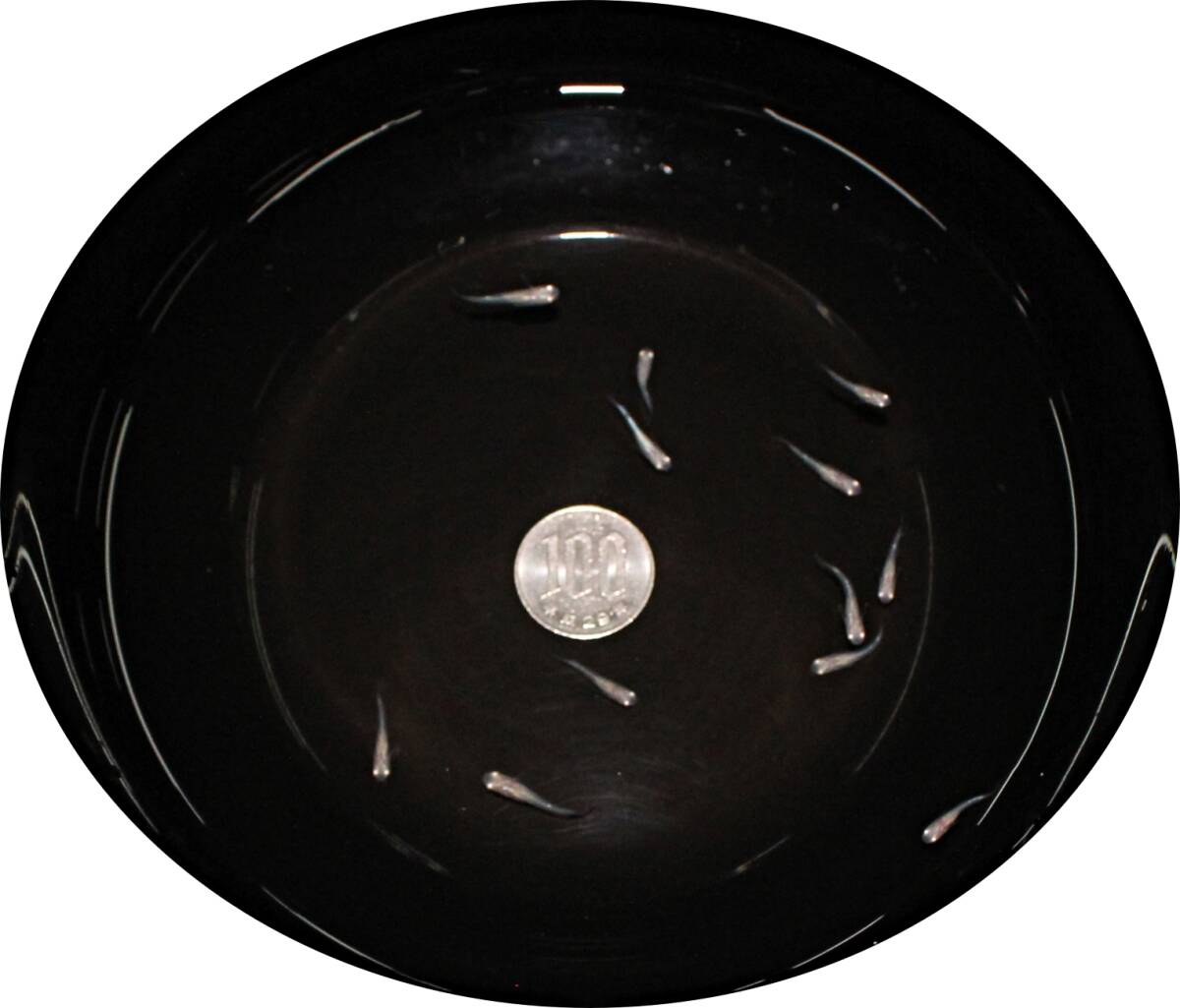 Yahoo!オークション - 【KHF】 めだか 龍の瞳 10尾セット G16A