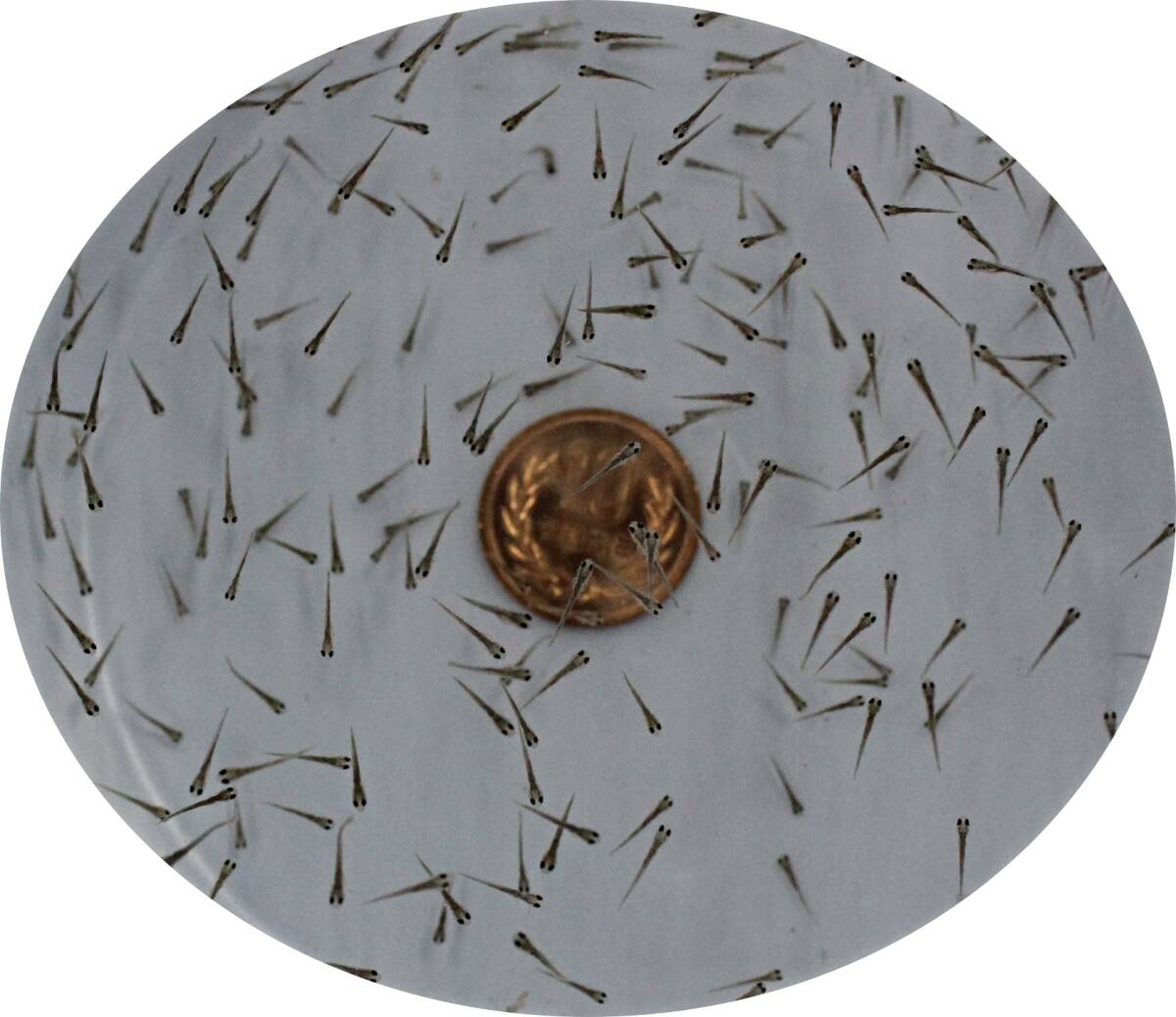 Yahoo!オークション - 【KHF】 金魚 玉サバ（無選別）稚魚 100尾...