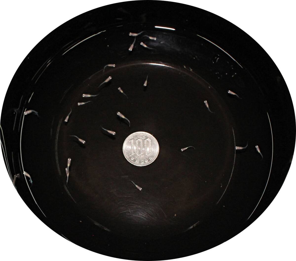 Yahoo!オークション - 【KHF】 めだか 龍の瞳 20尾セット G20A