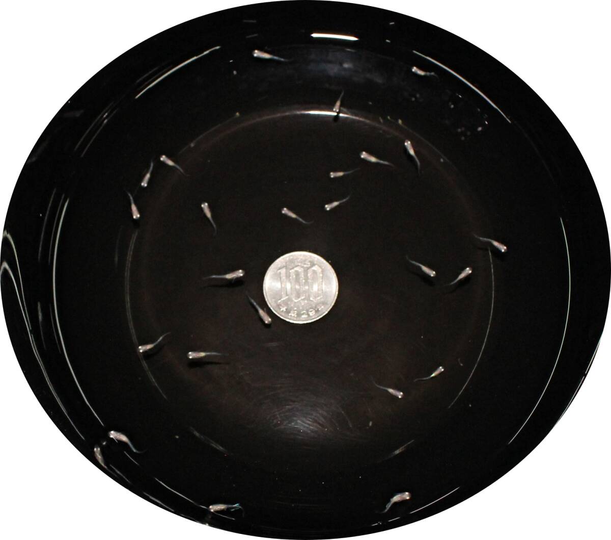 Yahoo!オークション - 【KHF】 めだか 龍の瞳 20尾セット G20A