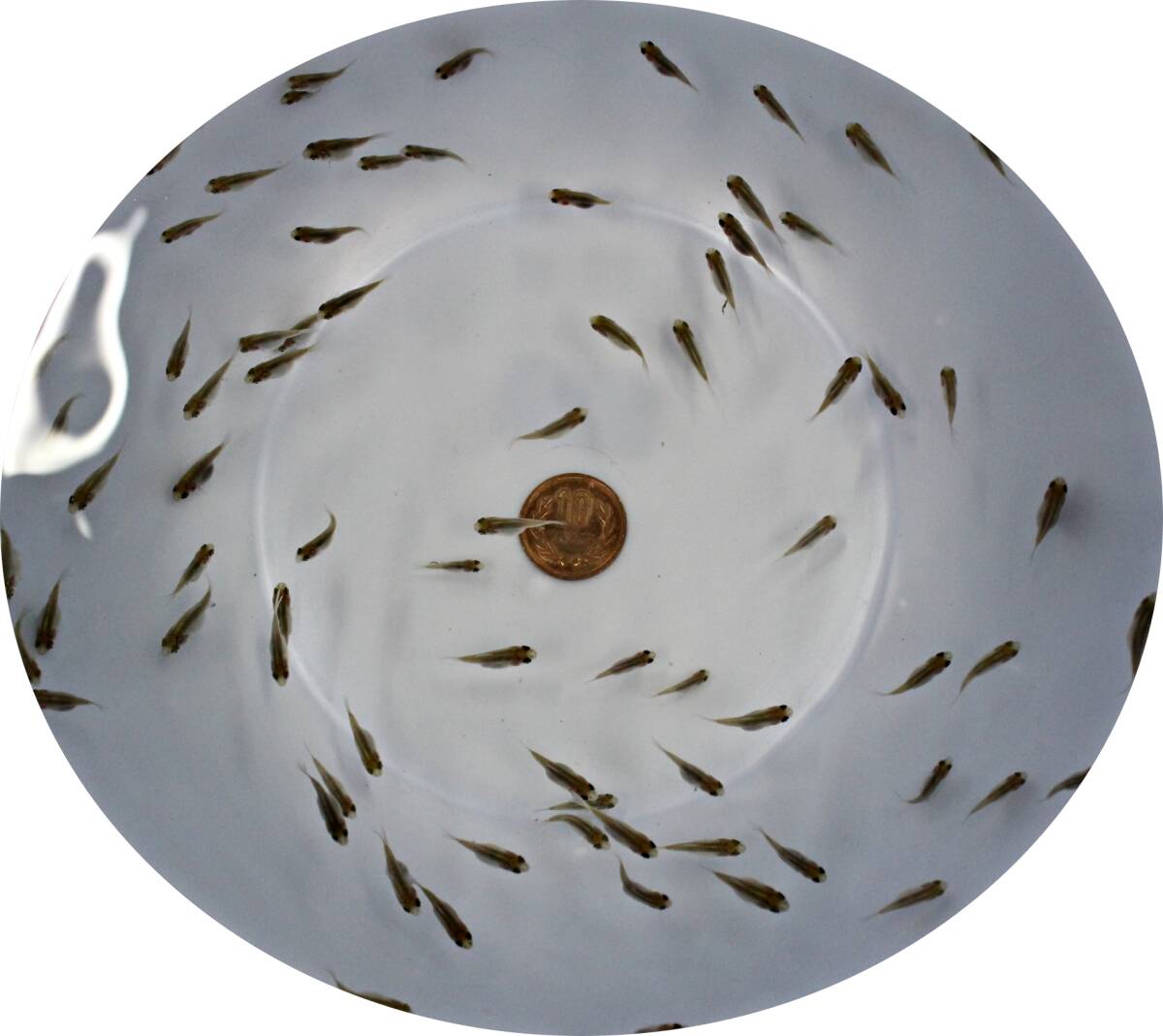 Yahoo!オークション - 【KHF】 金魚 玉サバ（無選別）稚魚 30尾セ...